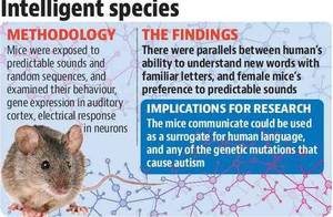 More than a squeak: Why new study on how mice talk holds significance ...