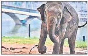 Govt starts captive elephants’ DNA profiling